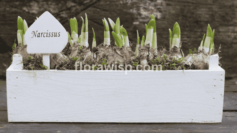 Daffodils in Pots: 7 Expert Tips to Grow Stunning Blooms - florawisp.com