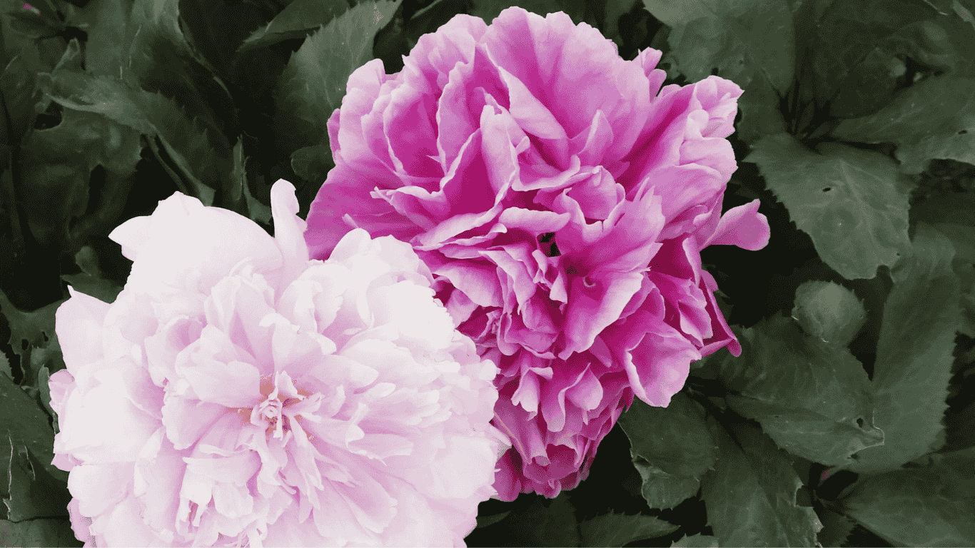 15 Stunning Pink Peonies: Ultimate Guide to Gorgeous Blooms - florawisp.com