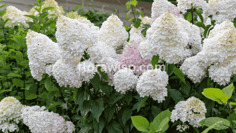 Top 21 Stunning White Hydrangea Varieties - florawisp.com