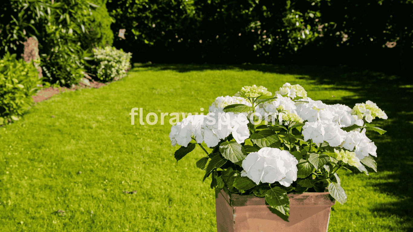 Top 21 Stunning White Hydrangea Varieties - florawisp.com
